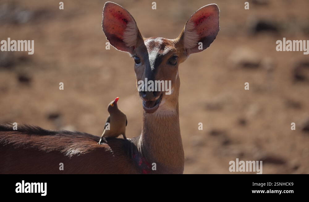 Buffalo starling Stock Videos & Footage - HD and 4K Video Clips - Alamy