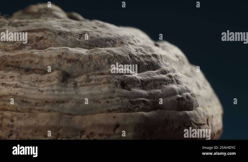 Mushroom surface texture Stock Videos & Footage - HD and 4K Video Clips ...