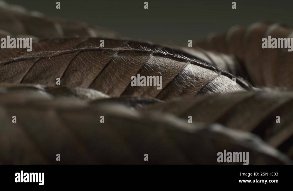 Tree like creatures Stock Videos & Footage - HD and 4K Video Clips - Alamy