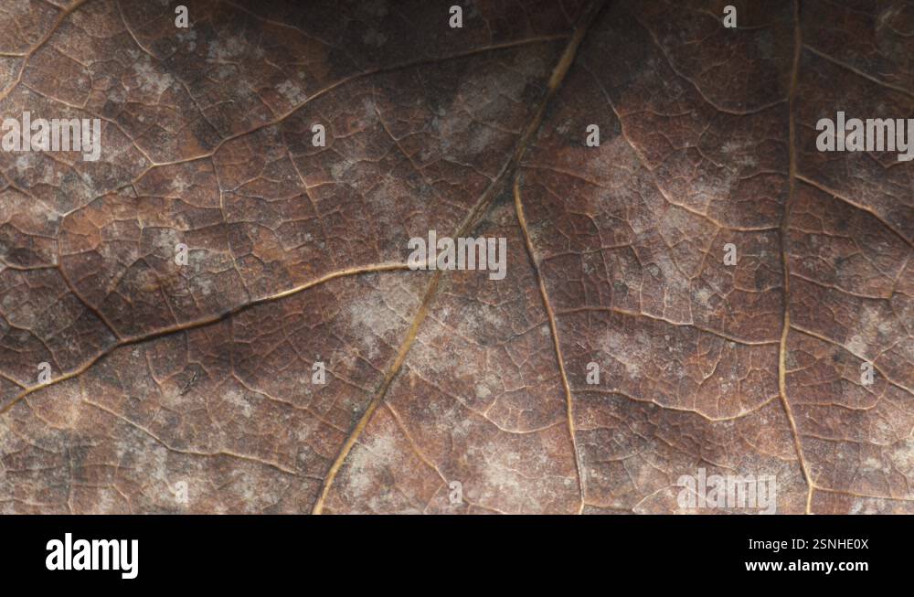 Leaf of Common aspen tree. Complex texture with veins and cells. Macro ...