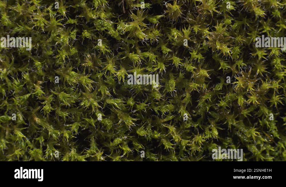 Unfolding moss leaves after rain. Detailed structure of plant. Macro ...