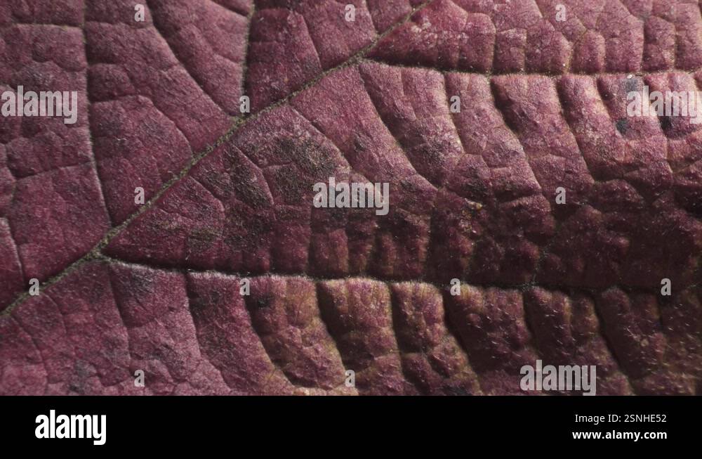 Leaf of common Hazel tree. Complex texture with veins and cells. Macro ...