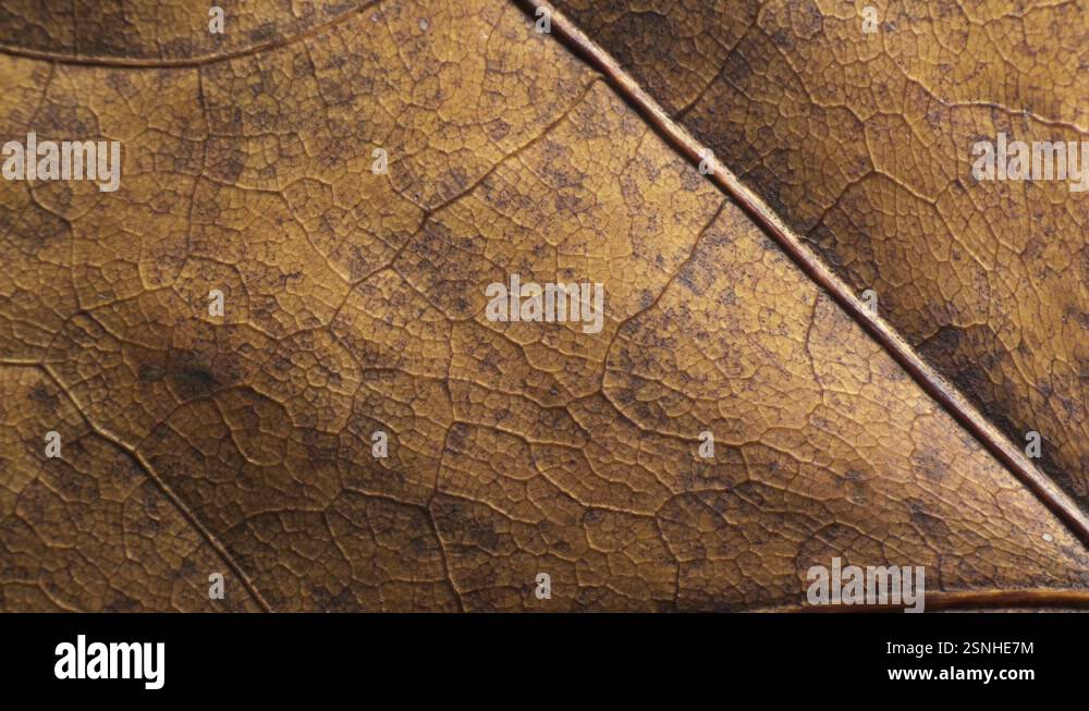 Leaf of Common aspen tree. Complex texture with veins and cells. Macro ...