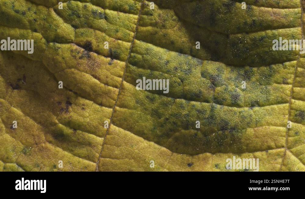 Leaf of common Hazel tree. Complex texture with veins and cells. Macro ...