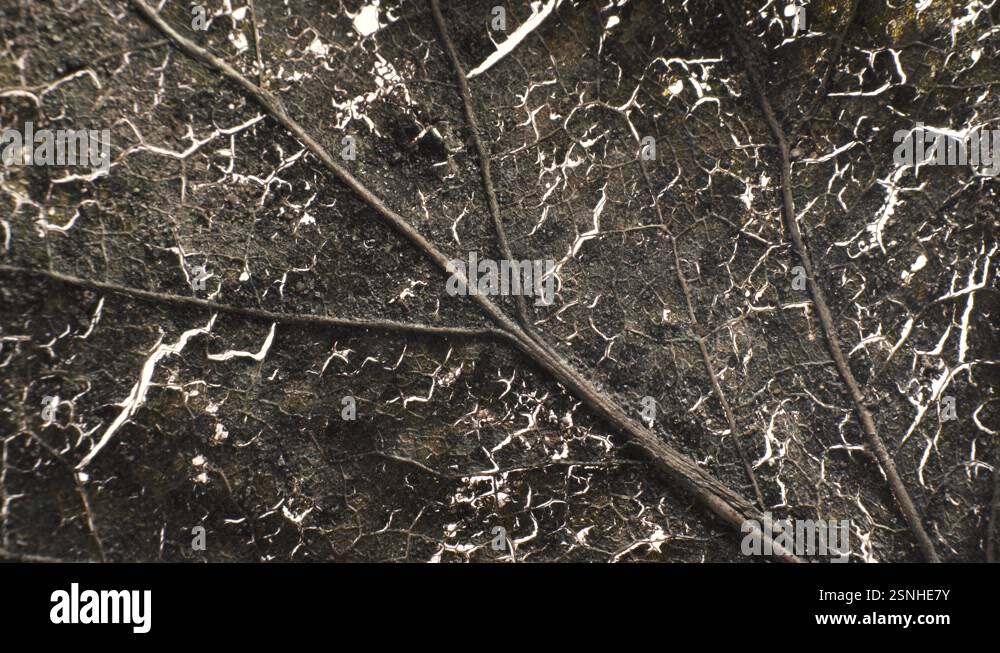 Leaf of Common aspen tree. Complex texture with veins and cells. Macro ...