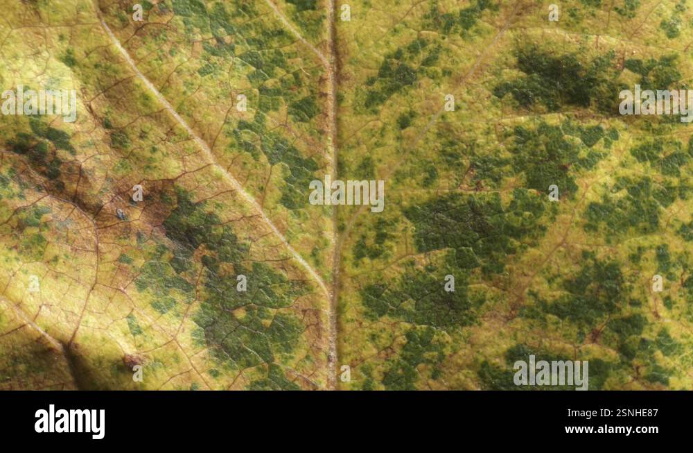 Leaf of Common aspen tree. Complex texture with veins and cells. Macro ...