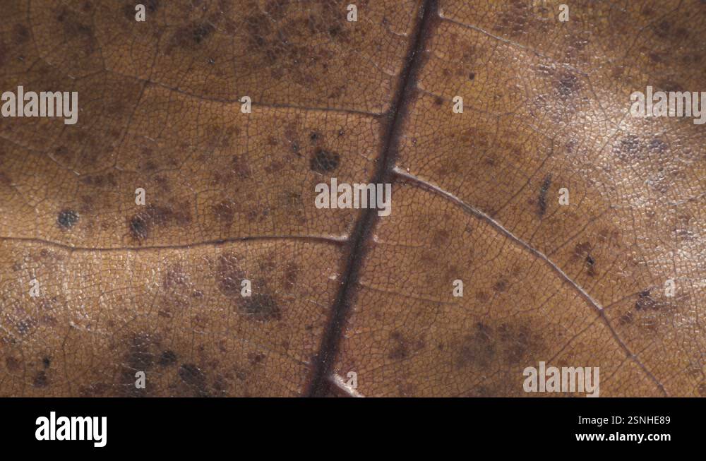 Leaf of Common aspen tree. Complex texture with veins and cells. Macro ...