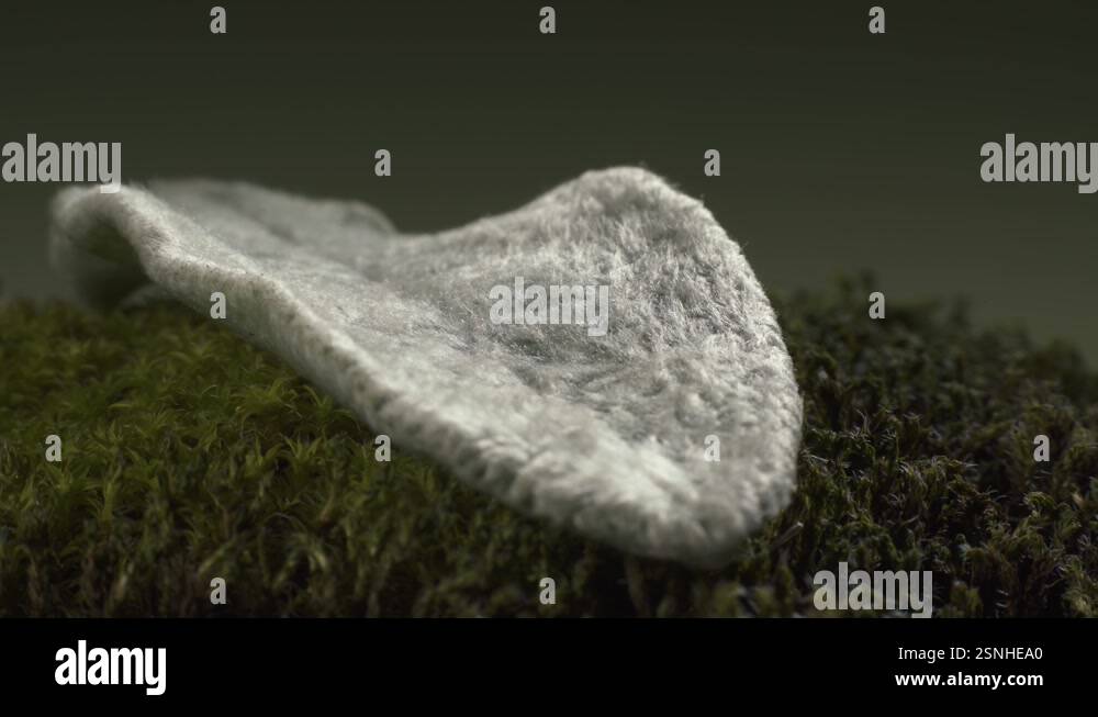 Fluffy leaf Stock Videos & Footage - HD and 4K Video Clips - Alamy