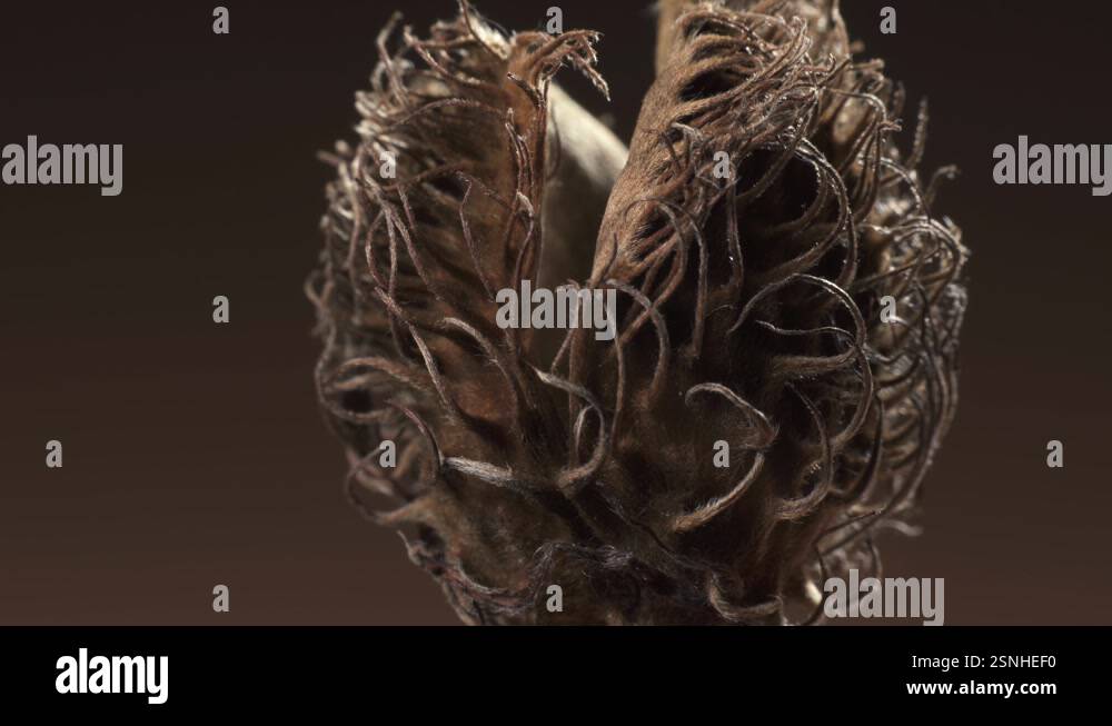 Seed pod of Copper Beech - Fagus sylvatica. Complex surface texture ...