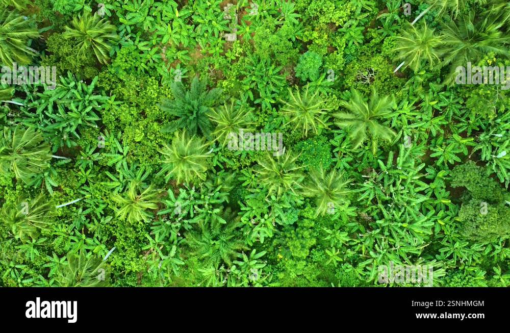 Ariel shot trees Stock Videos & Footage - HD and 4K Video Clips - Alamy