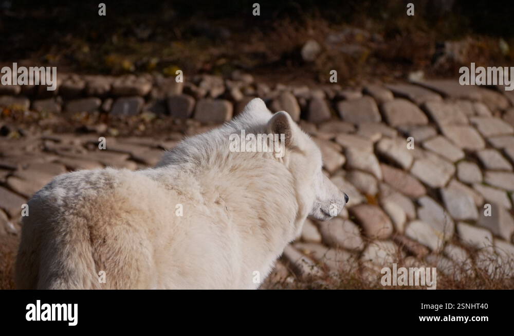 Arctic wolf grass field Stock Videos & Footage - HD and 4K Video Clips ...