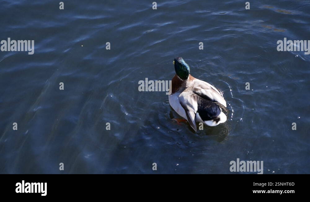 Dynamic bird photography Stock Videos & Footage - HD and 4K Video Clips ...
