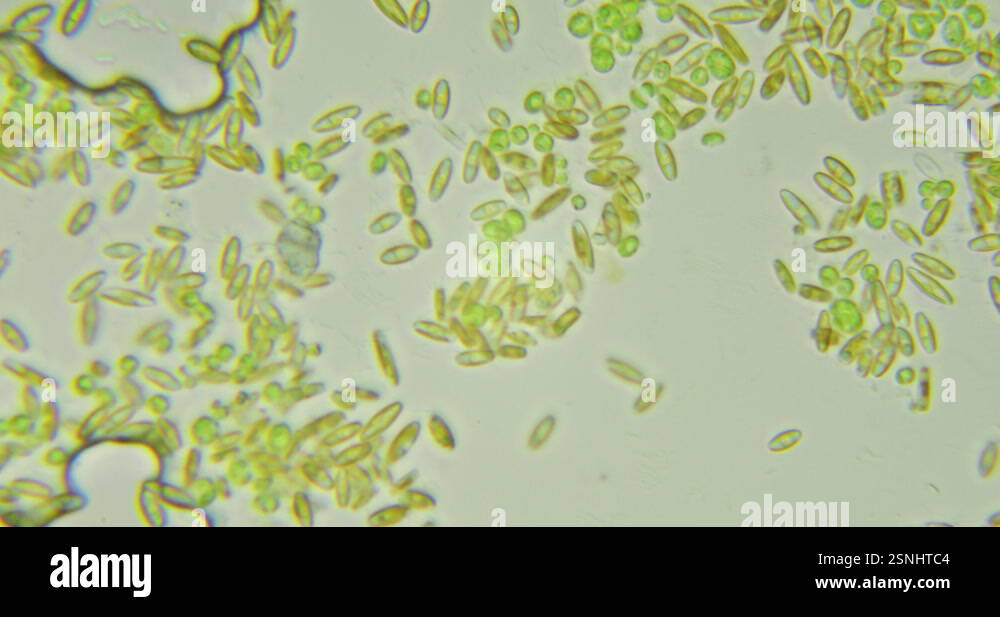 Abstract Yellow Microbial Textures Under Microscope at 100x ...