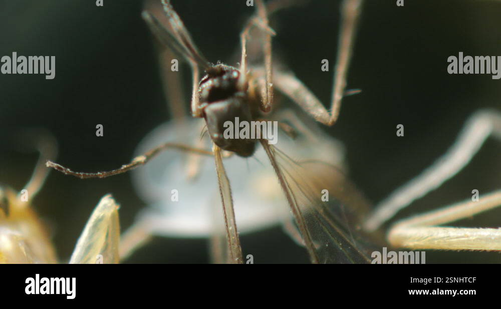 Detailed study moth species Stock Videos & Footage - HD and 4K Video ...