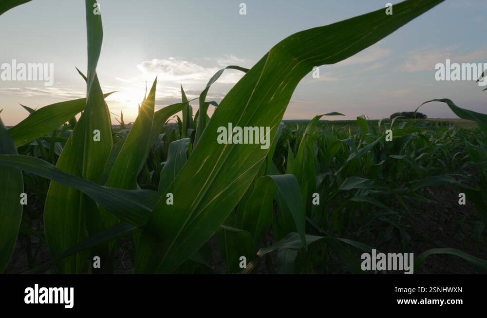 Agriculturecrops Stock Videos & Footage - HD and 4K Video Clips - Alamy