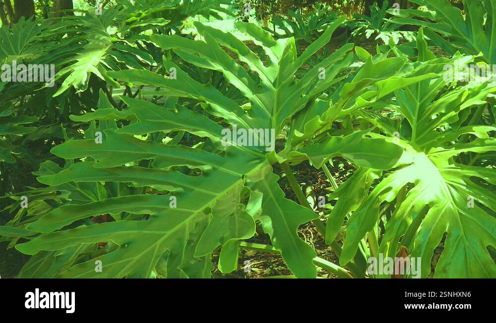 Ribs plant image, African close up green plant, botanic of vintage ...