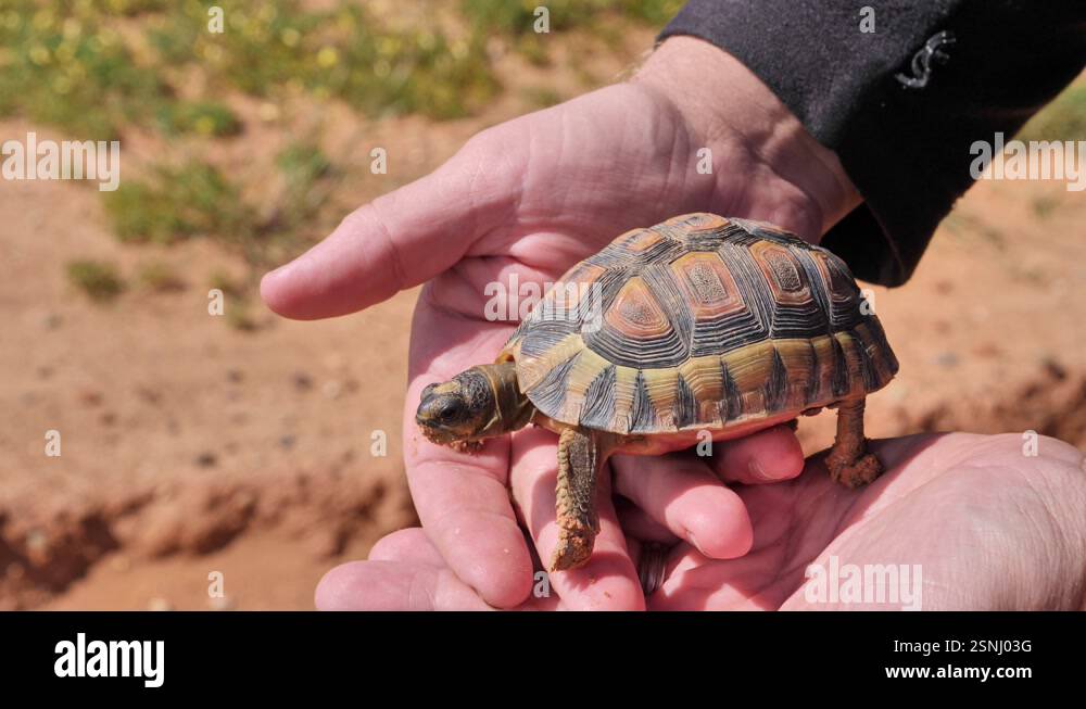 Study on desert tortoise Stock Videos & Footage - HD and 4K Video Clips ...