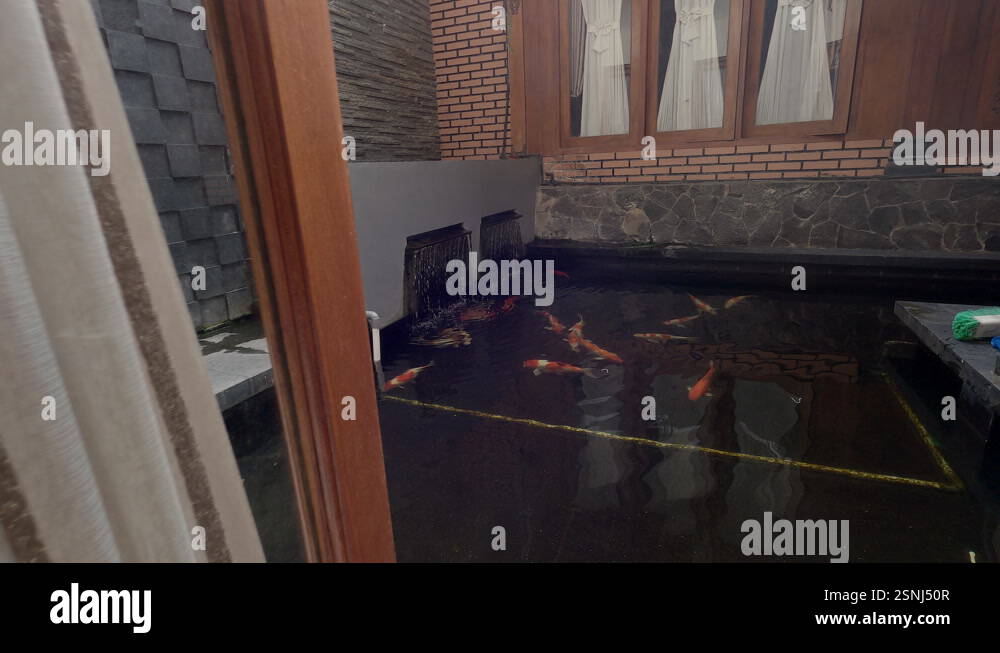 Koi fish pond cinematic shot from camera pull back through wooden ...