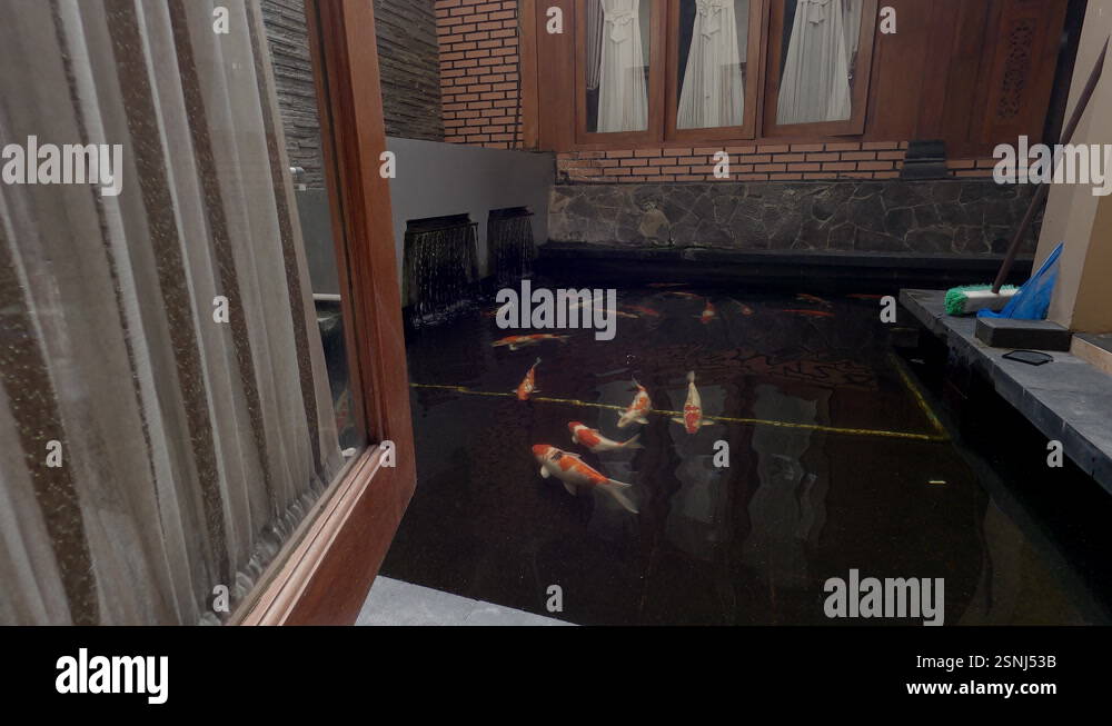 Koi fish pond reveal shot video from camera through wooden window frame ...