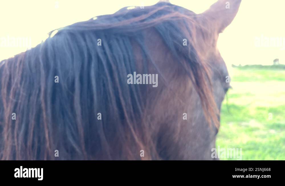 Brown horse showing its long mane and eye in profile view Stock Video ...