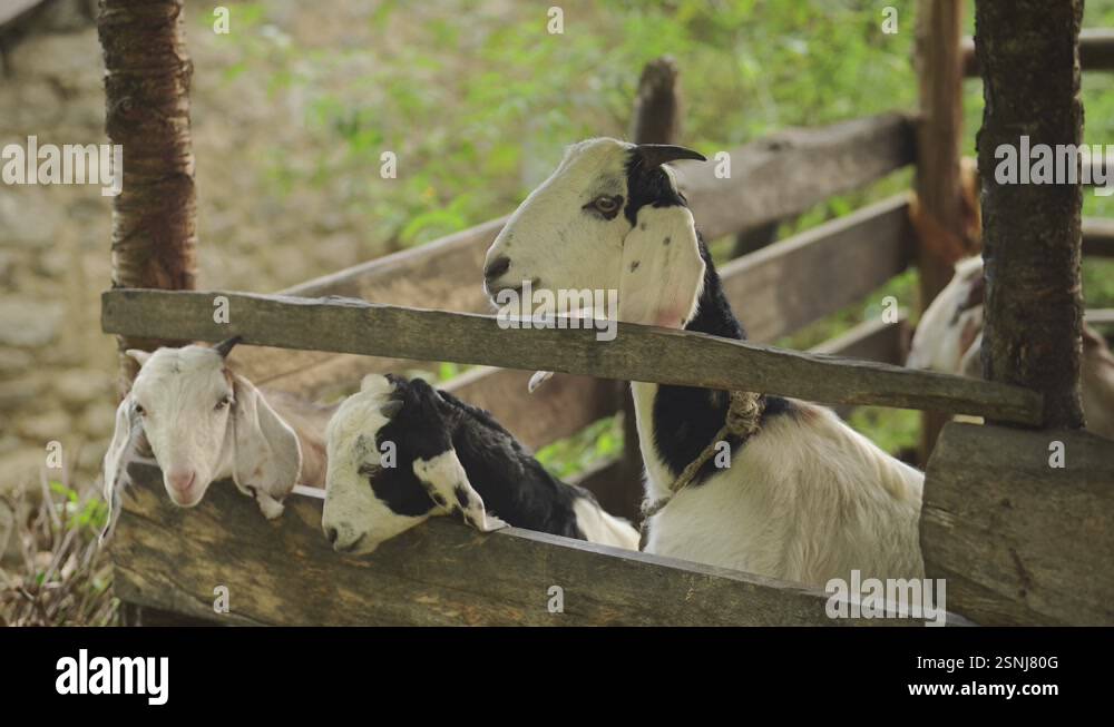 Goats in Rural Village Life on a Farm in Nepal, Goat Livestock of Farm ...