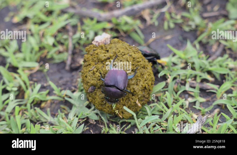 Insect national park beetle Stock Videos & Footage - HD and 4K Video ...