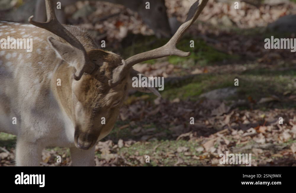 Buck deer white tailed deer Stock Videos & Footage - HD and 4K Video ...