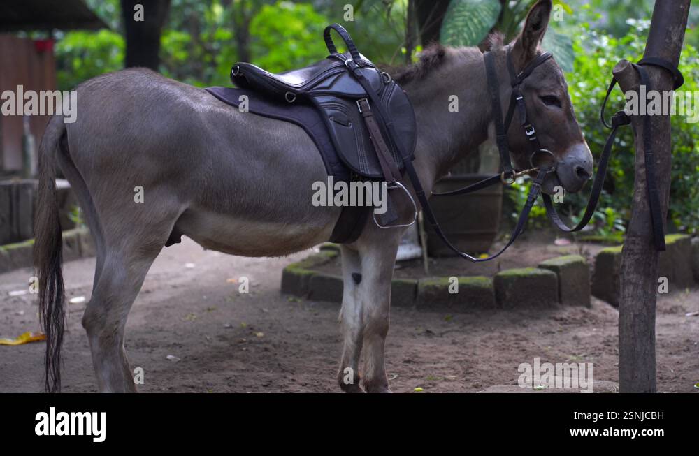 Donkey tree Stock Videos & Footage - HD and 4K Video Clips - Alamy