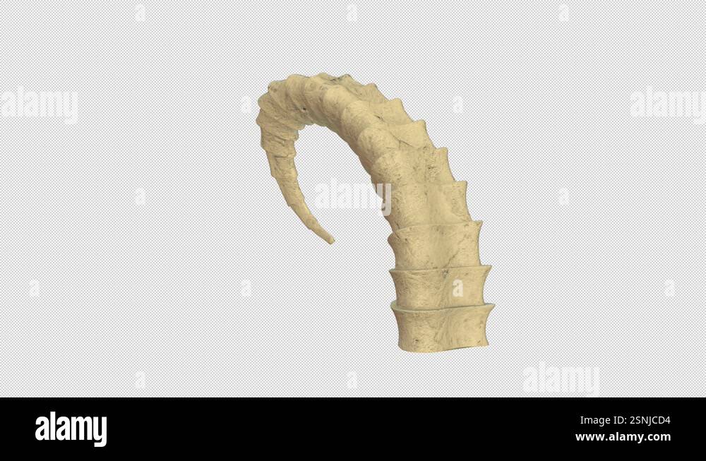 Animal Horn Rotating on a Transparent Background. Seamless Loop ...