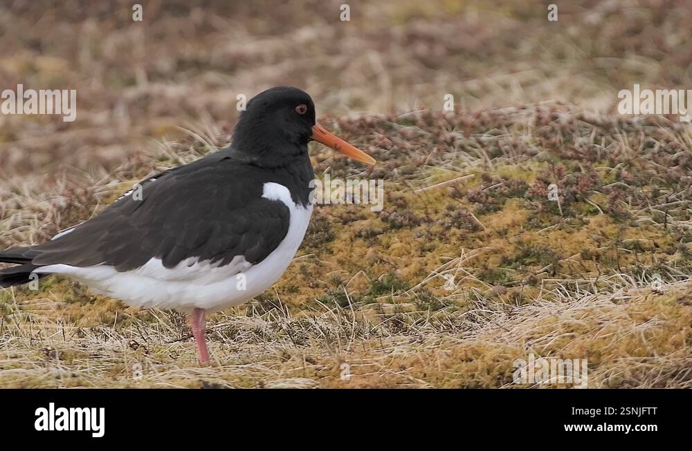 Birdlife in europe Stock Videos & Footage - HD and 4K Video Clips - Alamy