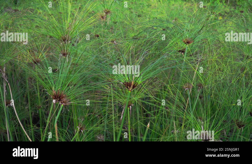 Cyperus papyrus flower Stock Videos & Footage - HD and 4K Video Clips ...