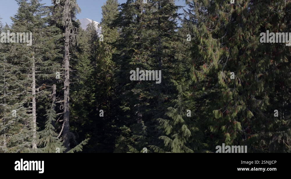 Mount rainier framed evergreen trees Stock Videos & Footage - HD and 4K ...