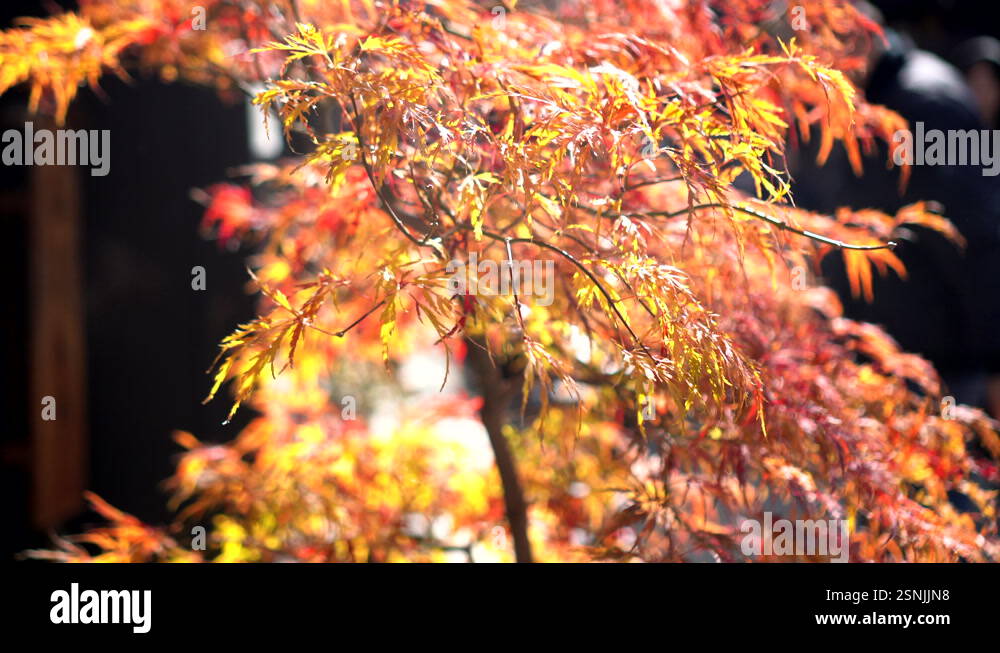 Japanese maple tree house Stock Videos & Footage - HD and 4K Video ...