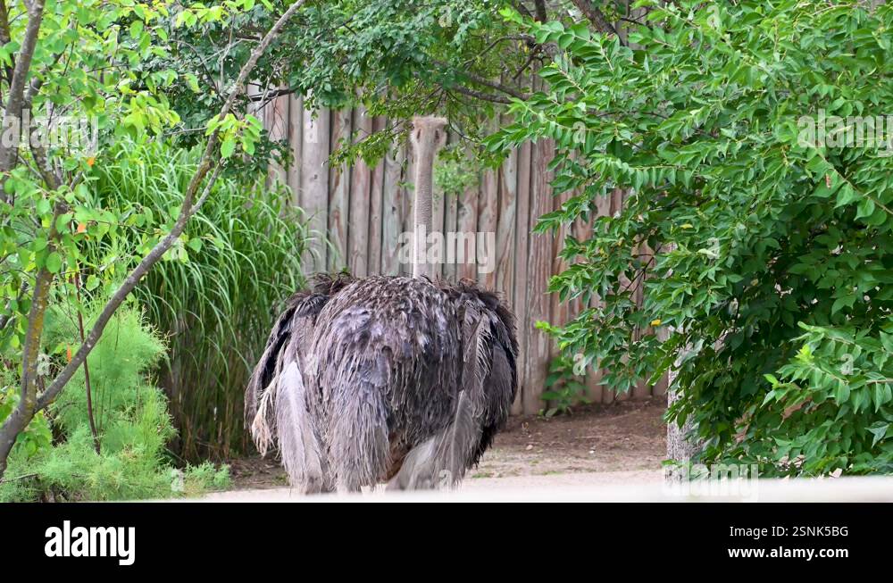 Vegetated habitat Stock Videos & Footage - HD and 4K Video Clips - Alamy