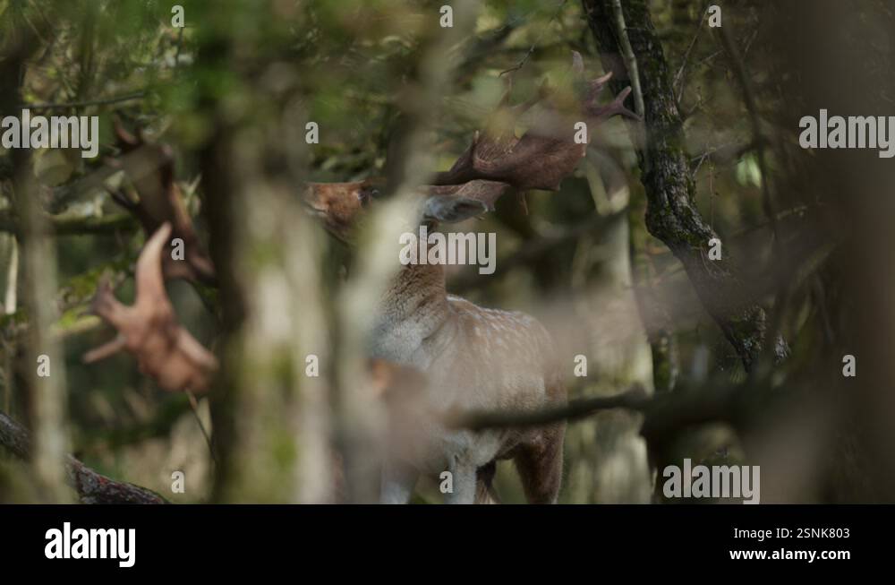 Red dear Stock Videos & Footage - HD and 4K Video Clips - Alamy