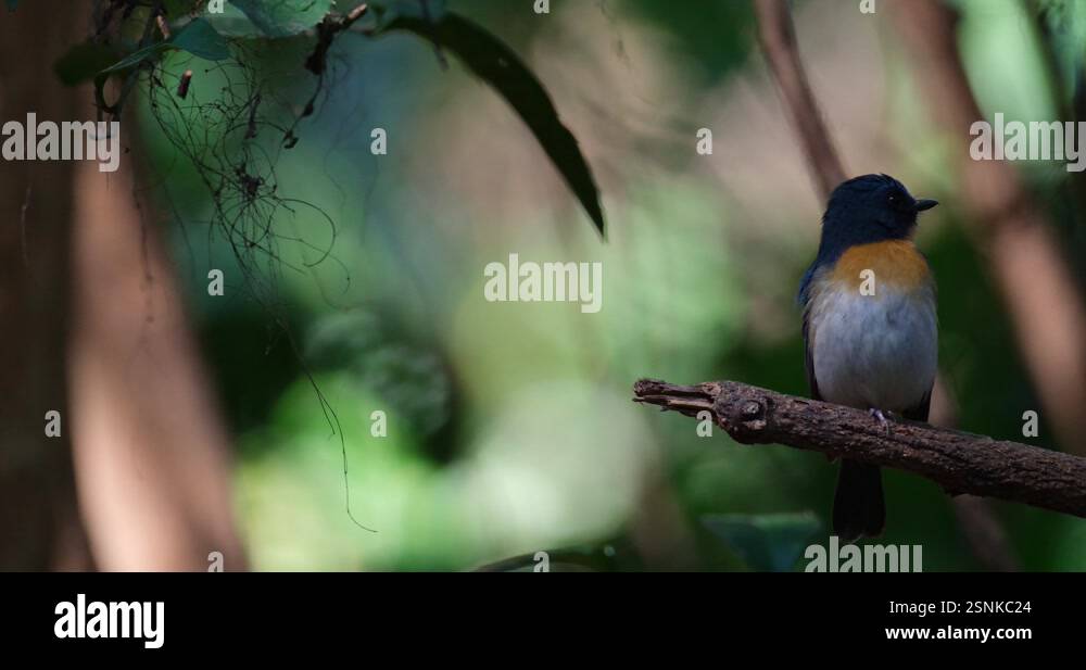 Montane birds of asia Stock Videos & Footage - HD and 4K Video Clips ...