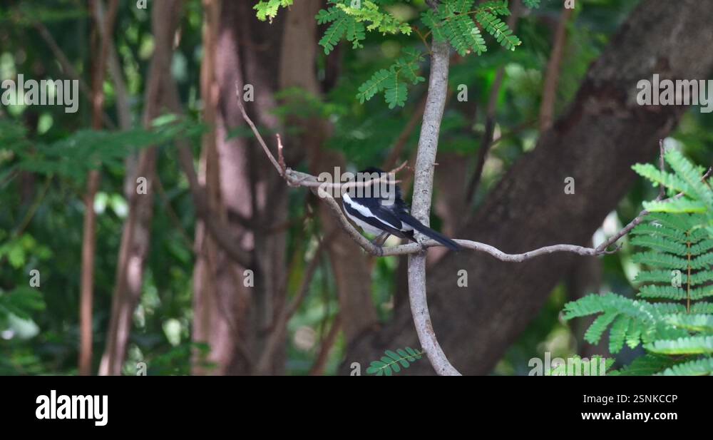 Insectivorous birds Stock Videos & Footage - HD and 4K Video Clips - Alamy