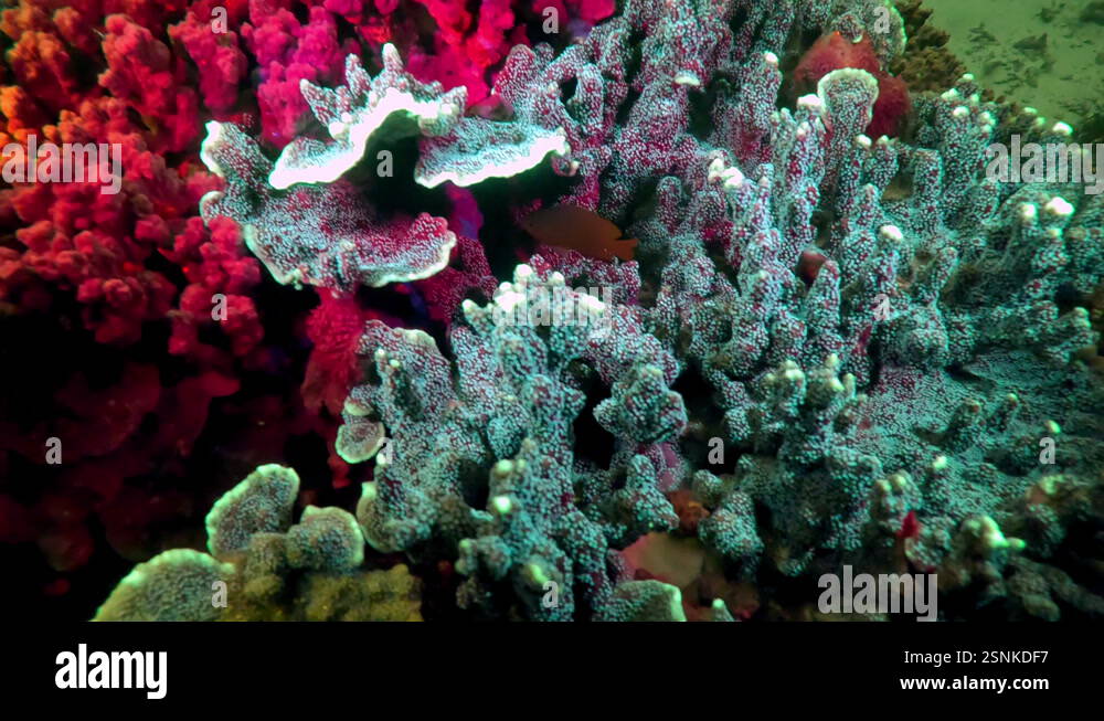 Corals absorb blue light wavelengths and glow in vivid fluorescent ...