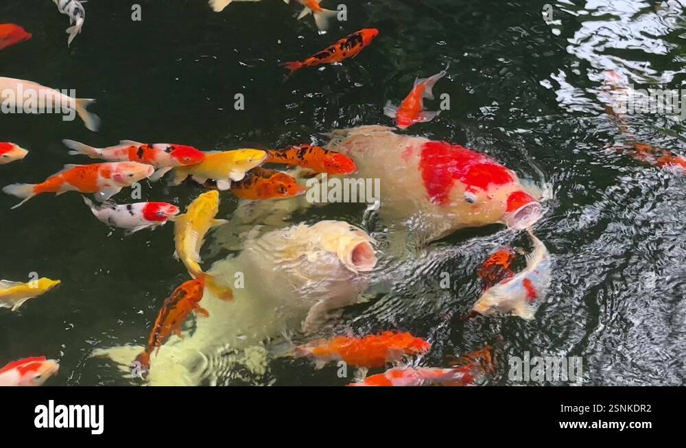 Many large and small Koi Fish red orange swim close small pond Bangkok ...