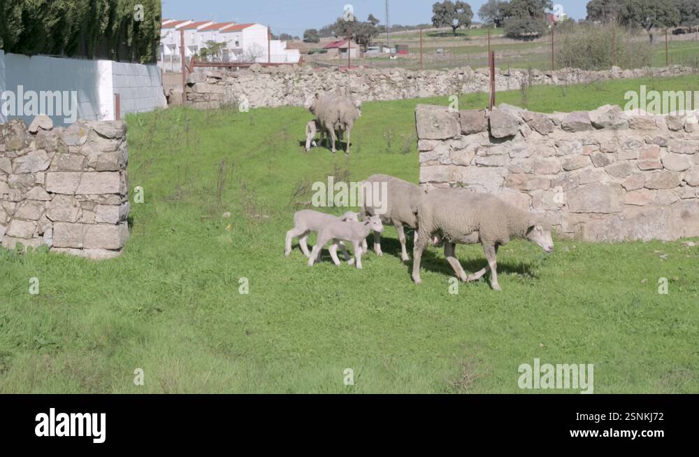Andalusian farming heritage Stock Videos & Footage - HD and 4K Video ...