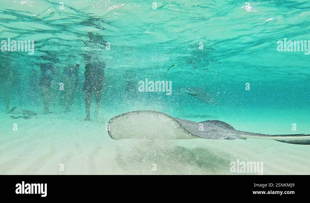 Southern stingray swimming in shallow water of cayman islands with ...