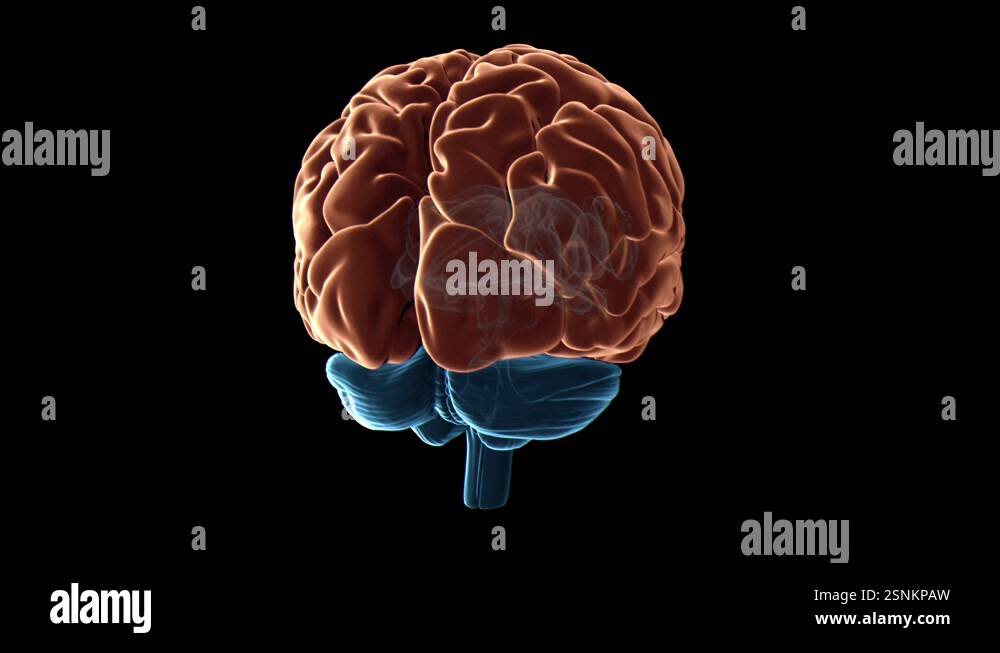 Human brain cerebral cortex Stock Videos & Footage - HD and 4K Video ...