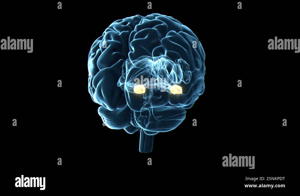 Amygdala of the brain Stock Videos & Footage - HD and 4K Video Clips ...