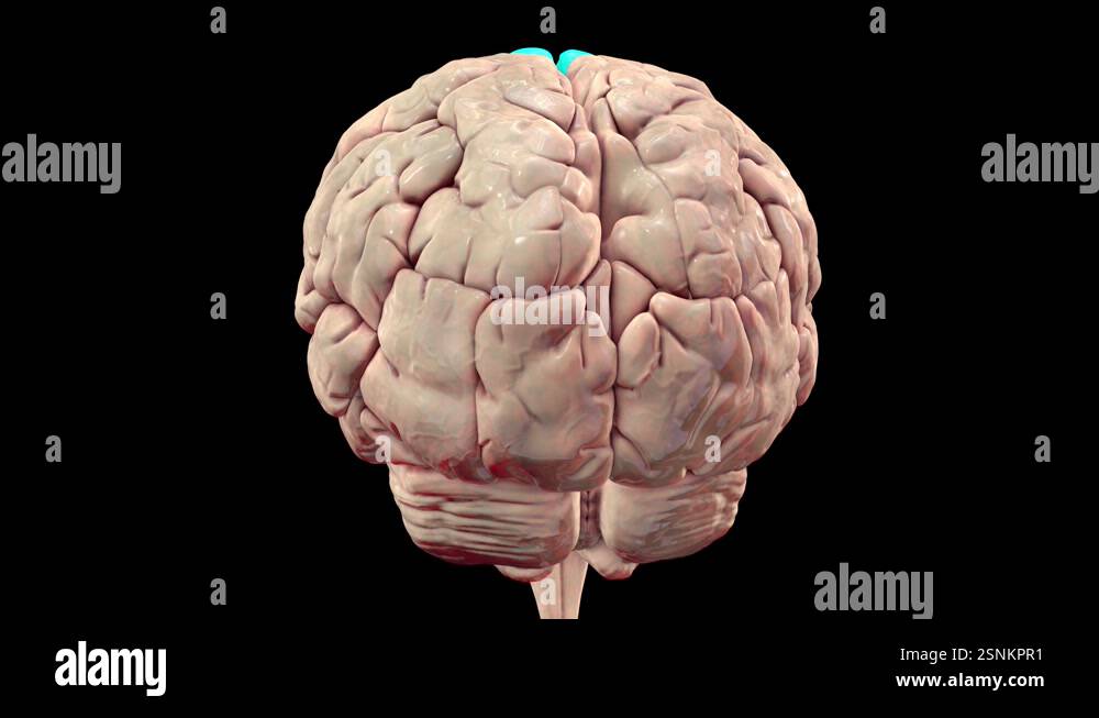 Frontal gyri of human brain, animation Stock Video Footage - Alamy
