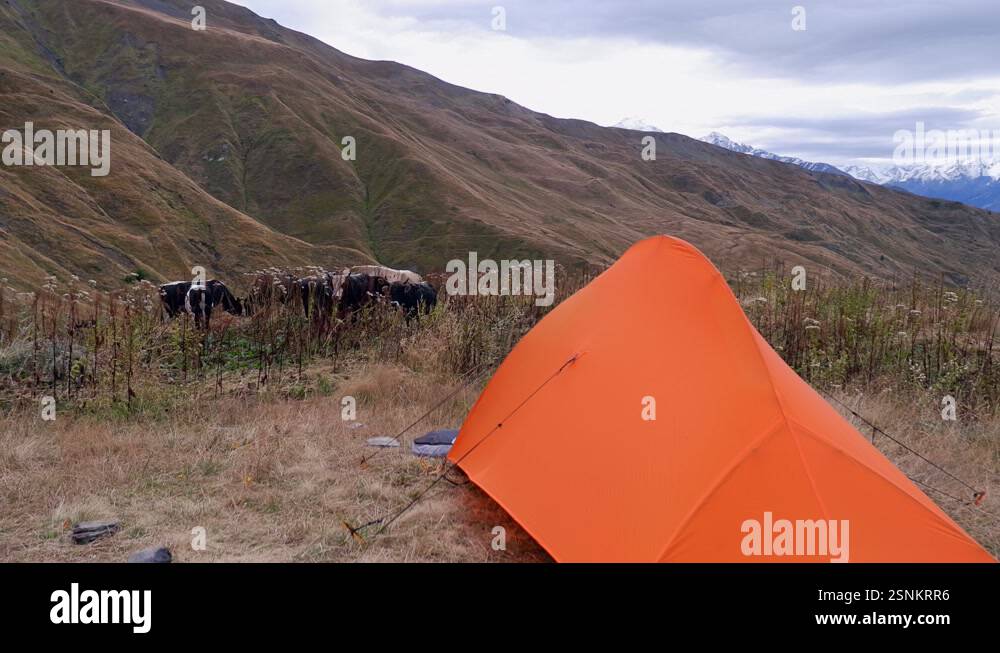 Cattle graze in highland meadow near bright orange tent in Caucasus ...