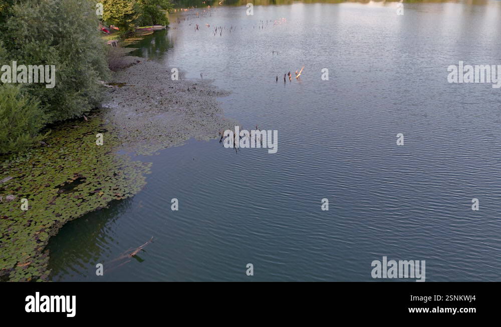Serene Aerial View of Calm Lakeshore with Gentle Ripples Stock Video ...