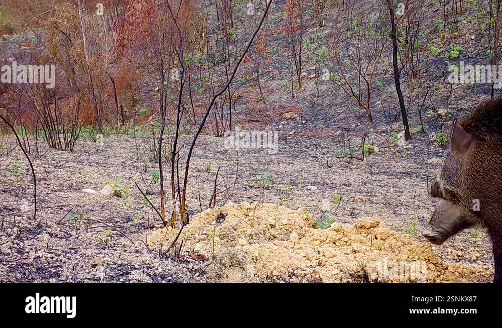 Boar fighting Stock Videos & Footage - HD and 4K Video Clips - Alamy