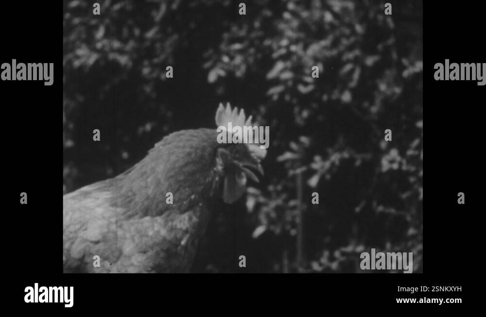 1960s: Cat sitting on bench. Close up of hen. Cat sleeping. Hen running ...