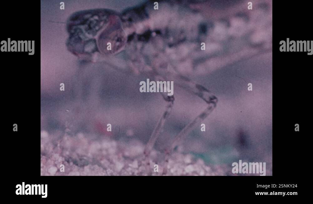 1970s: insect nymph walks along bottom of pond, tadpole feeds on bottom ...