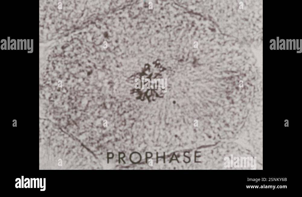 Prophase nucleus of cell Stock Videos & Footage - HD and 4K Video Clips ...